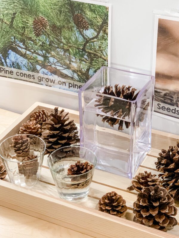 Pine Cone Science Experiment for Preschool