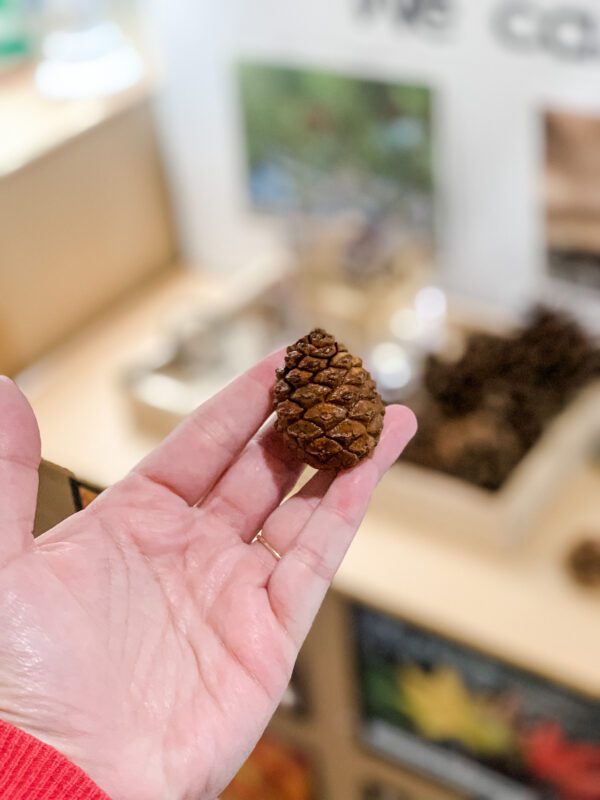 Pine Cone Science Experiment for Preschool