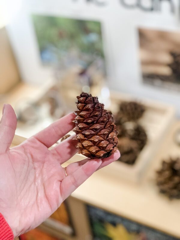 Pine Cone Science Experiment for Preschool