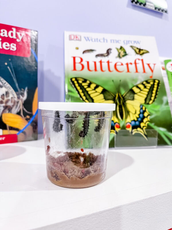Hands-On Insect Activities for Preschoolers: Learning Through Play ...