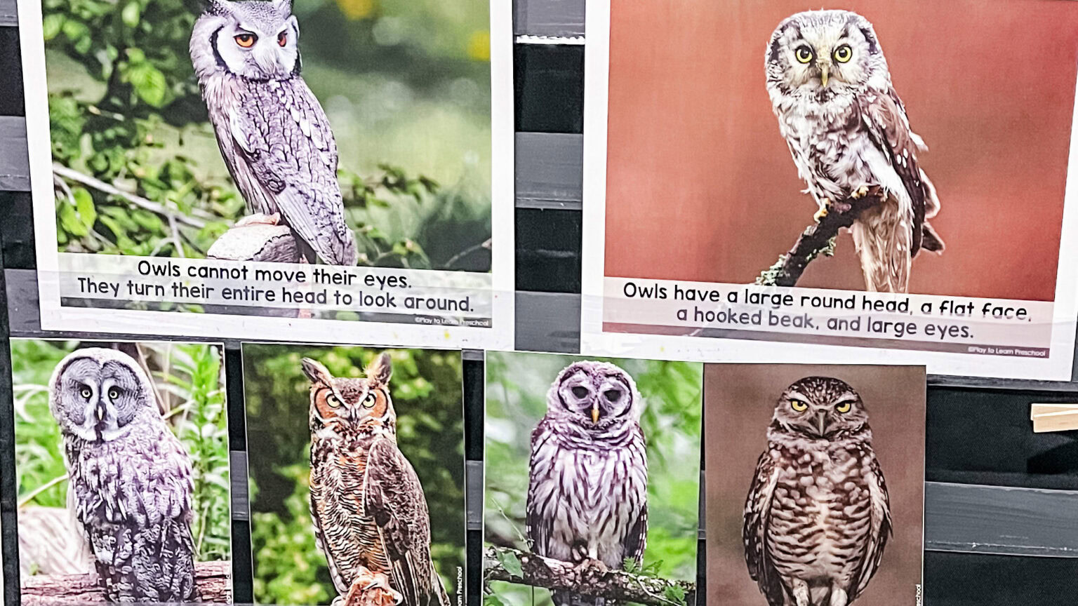 Preschool Owl Activities Students Will Love - Play to Learn Preschool