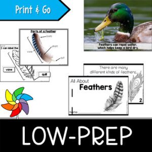 All About Feathers Preschool Science Center - Play to Learn Preschool